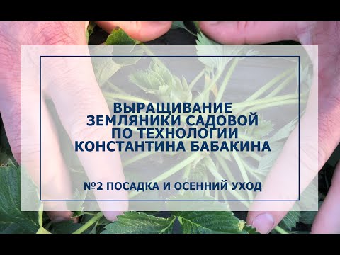 Выращивание земляники садовой/Осенняя посадка и уход за земляникой садовой
