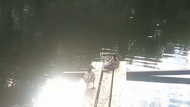 дикии утки.