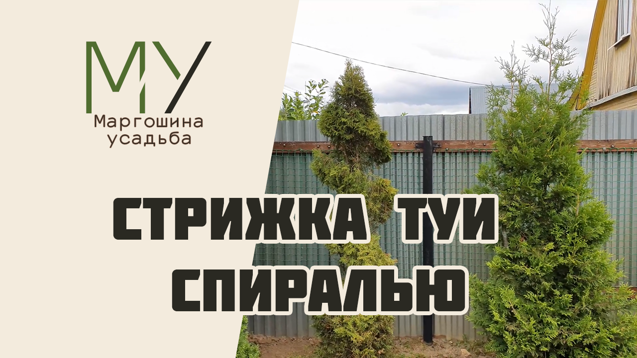 Стрижка туи спиралью
