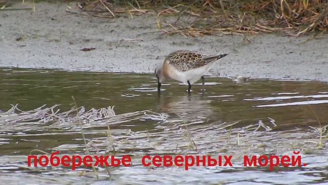 Краснозобик