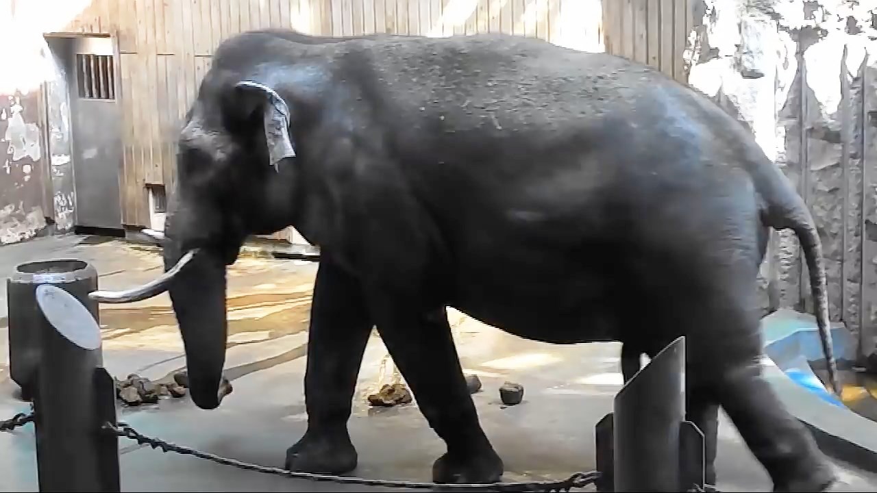 Слон пи-пи (Elephant pee-pee)