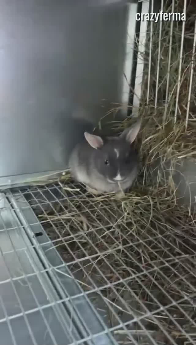 🐰Кролики – это не только ценный мех, но и неиссякаемый источник позитива.