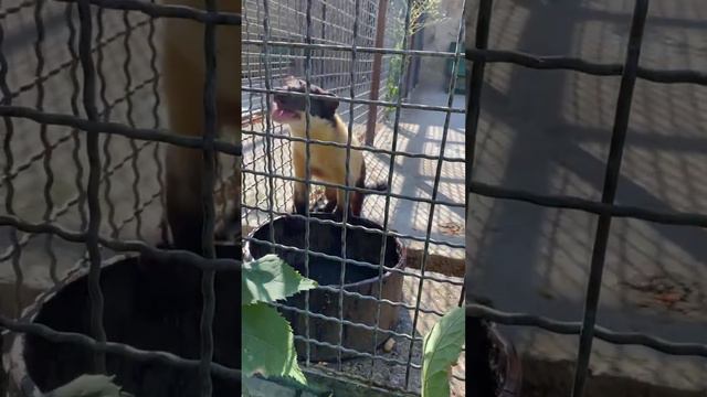 Мясы!! Давай мясы!!!