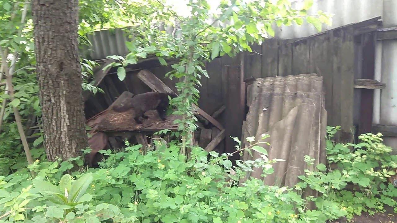 Тишка и дупло...