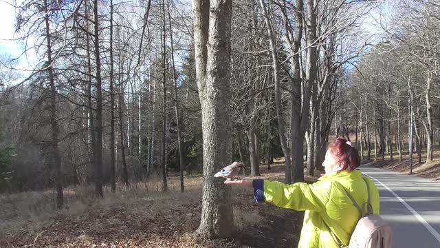 Сойки садятся на руку!