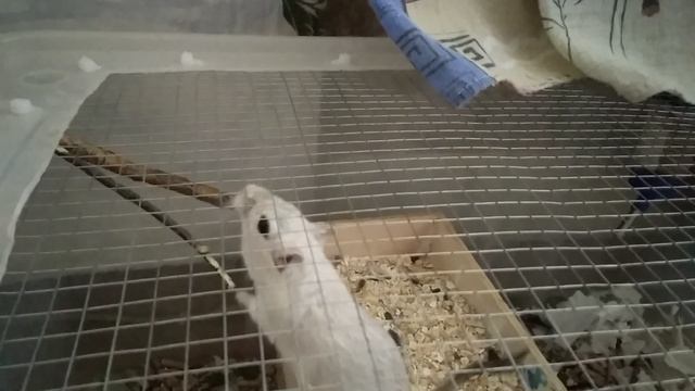 Рома, лазающий по ветке, как белочка