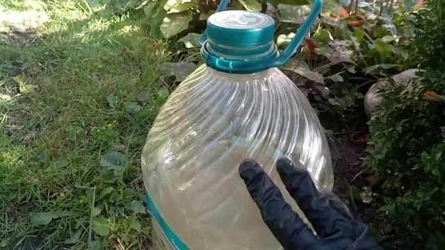 Что с самшитом? Опасный вредитель - гусеница самшитовой огневки (Boxwood moth)