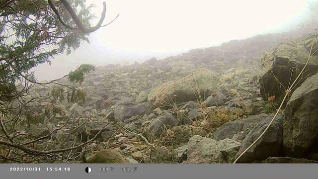 глазами фотоловушки .mp4