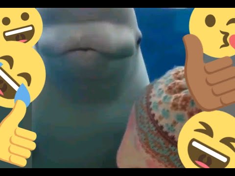 ВЕСЁЛЫЕ ВИДЕО НЕСКОЛЬКО МИНУТ СМЕХА