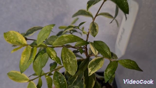 Мирт Гранд 2