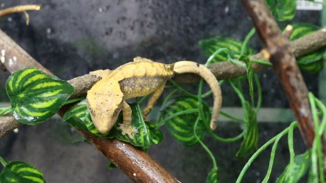 РЕСНИТЧАТЫЙ ГЕККОН БАНАНОЕД