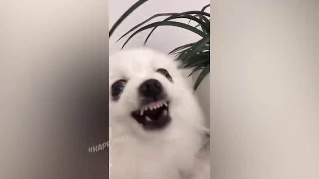 ЛУЧШИЕ ПРИКОЛЫ!!! СМЕШНЫЕ ЖИВОТНЫЕ!!! Шок!! №1