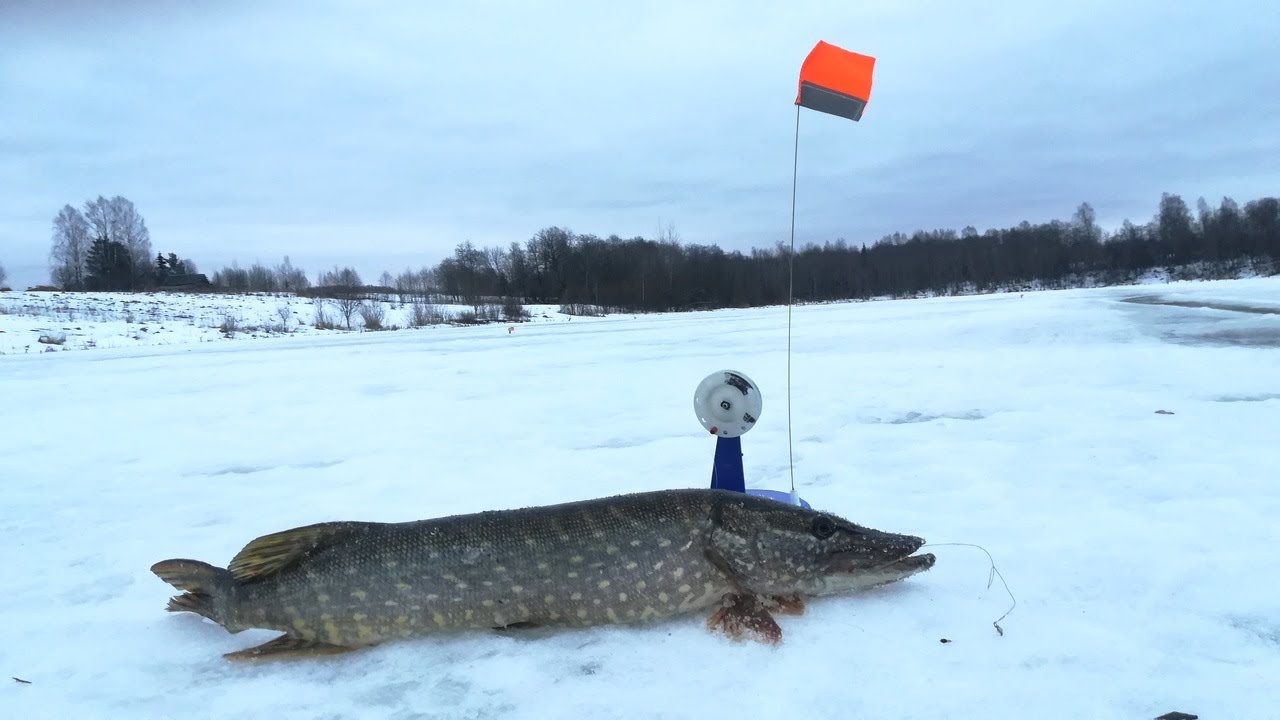 ЩУКА НА ЖЕРЛИЦЫ ВЕСНОЙ.ПРОВЕРЯЕМ ЖЕРЛИЦЫ ОСТАВЛЕННЫЕ НА НОЧЬ?.