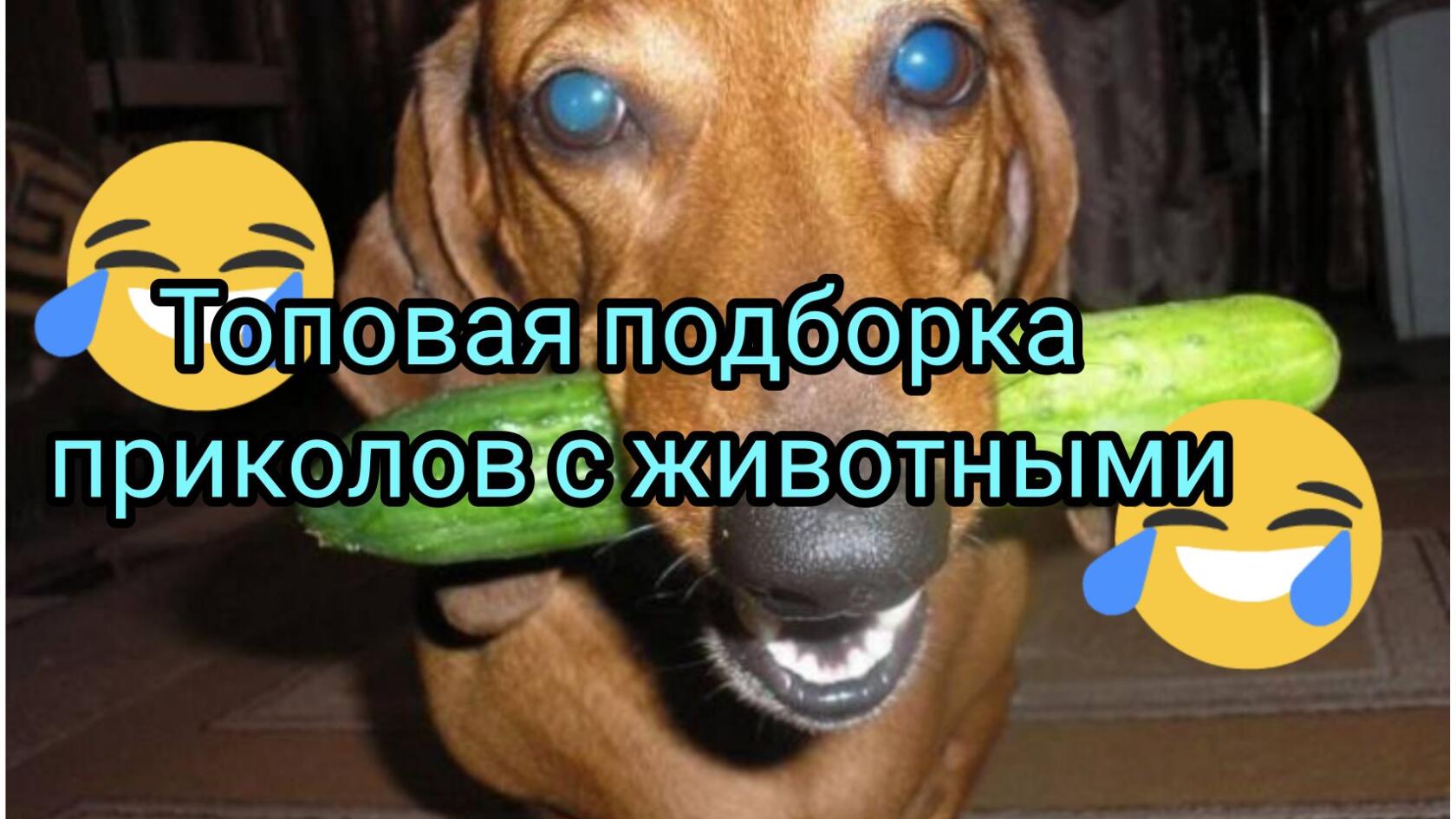 Топовая подборка лучших приколов со смешными животными