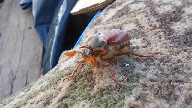 Жук сбежал. (Amphimallon solstitiale)