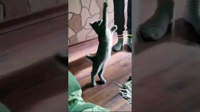 Я Станцую ,Только Косточку Отдай!!