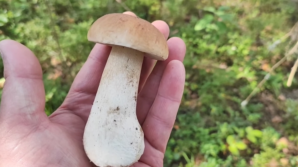 Дождь+Тепло=ГРИБЫ!!!