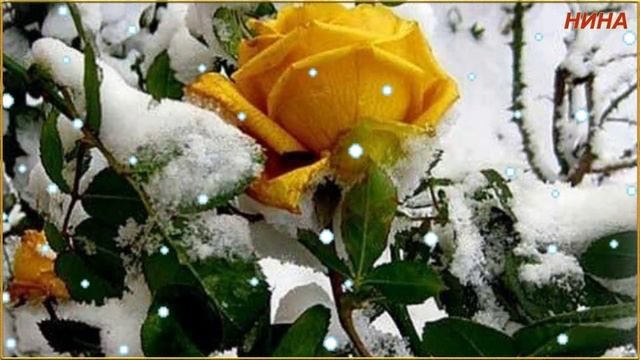 ЗИМНИЕ РОЗЫ - Юлия Шатунова