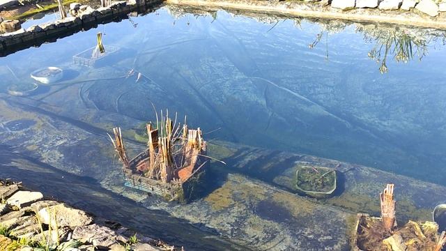 Подготовил пруд к зимовке