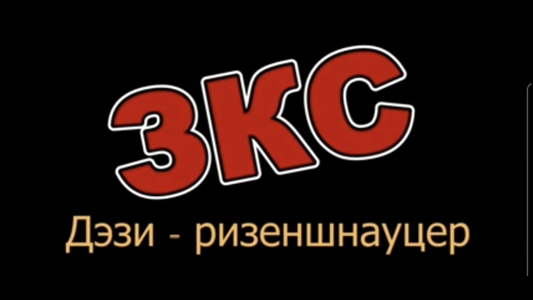 ЗКС Дэзи ризеншнауцер