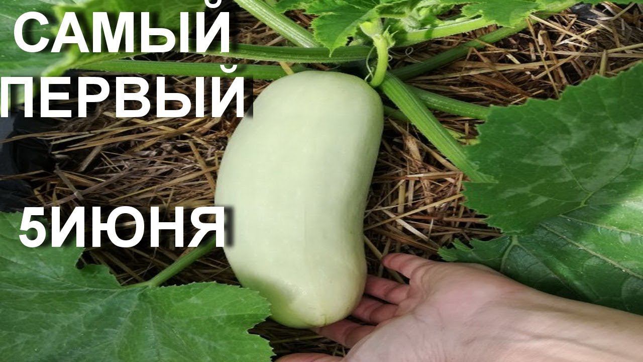 ✔️ ПОСАДКА КАБАЧКОВ ОСОБЫМ СПОСОБОМ. ПЕРВЫЙ УРОЖАЙ УЖЕ 5 ИЮНЯ!