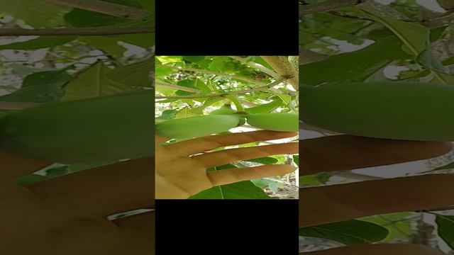 Аземина, размер плода на 7 июля,24г