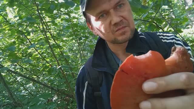 ОТец ищет грибы 26 августа. Крупная печёночница