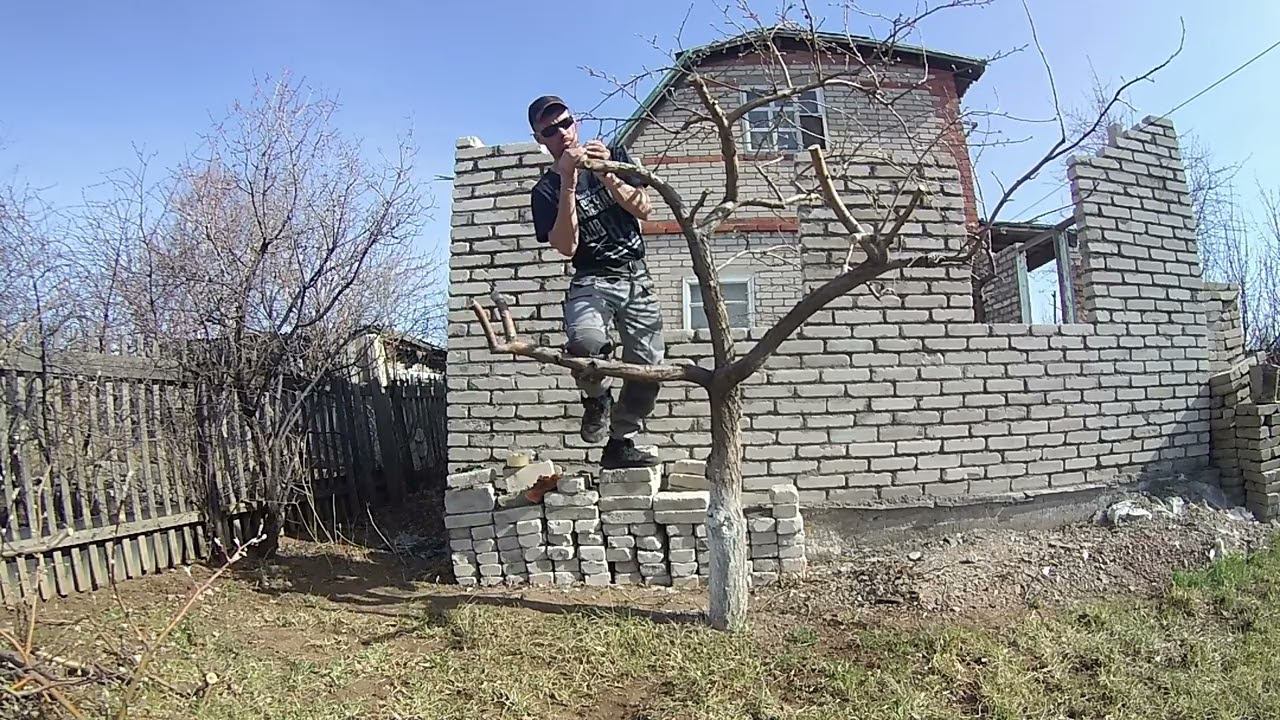 Прививка яблони на старое дерево.