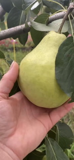 Весенняя обрезка груши. ?Как из «волчков» сделать плодовые ветви?