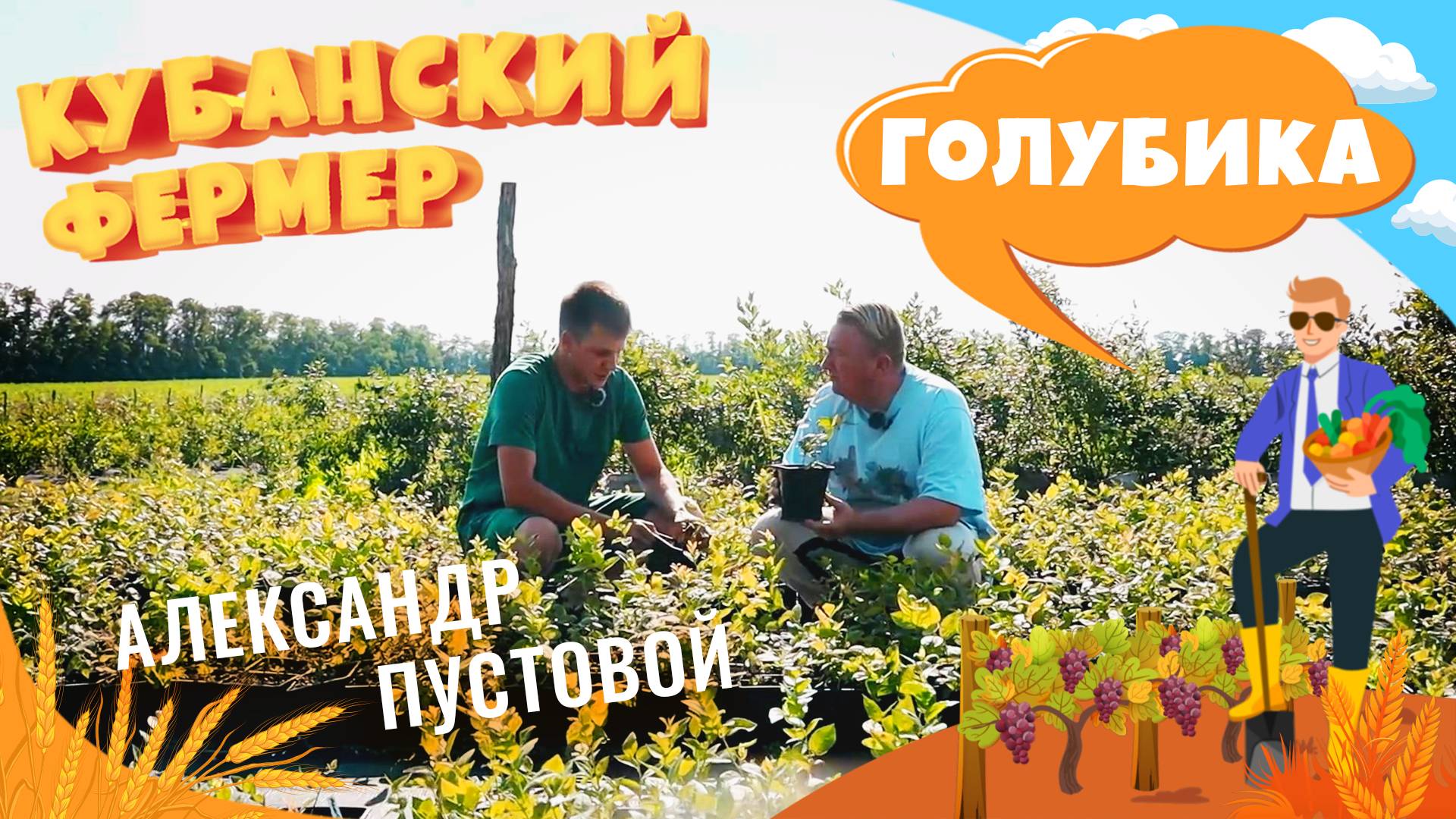 Кубанский фермер - голубика