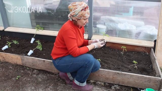 Высадка рассады томатов и перцев в тёплую грядку.