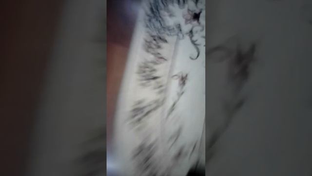 Форсаж 12 но бюджет был 1 копейка