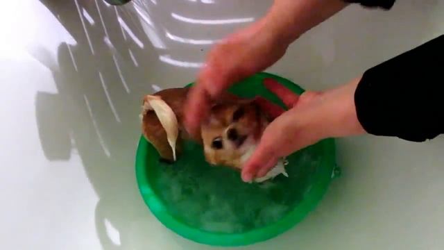 Как мини чихуахуа купается.)))))))))How mini chihuahua bathes.mp4