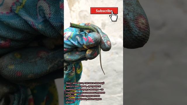 Как ящерица отбрасывает хвост