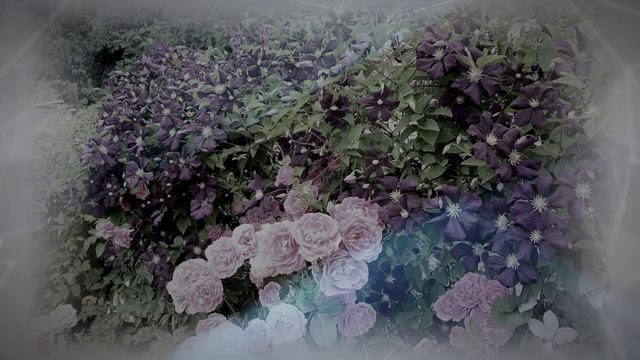 Вы ещё не влюблены в КЛЕМАТИСЫ?