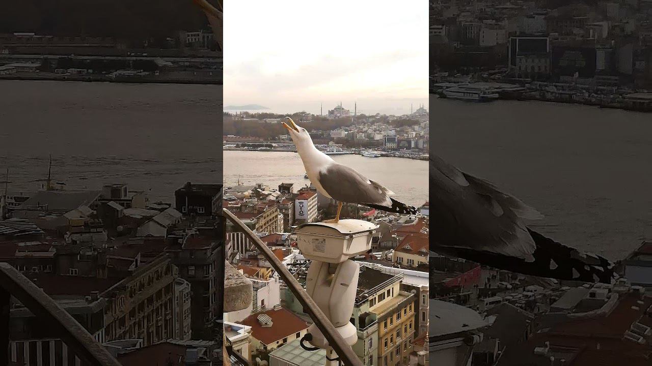 20191208 Чайка в Стамбуле