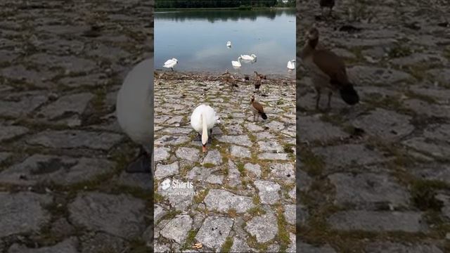 Familie Schwan mit Kindern.