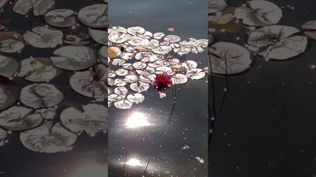 Я думаю это кувшинка, а вы?