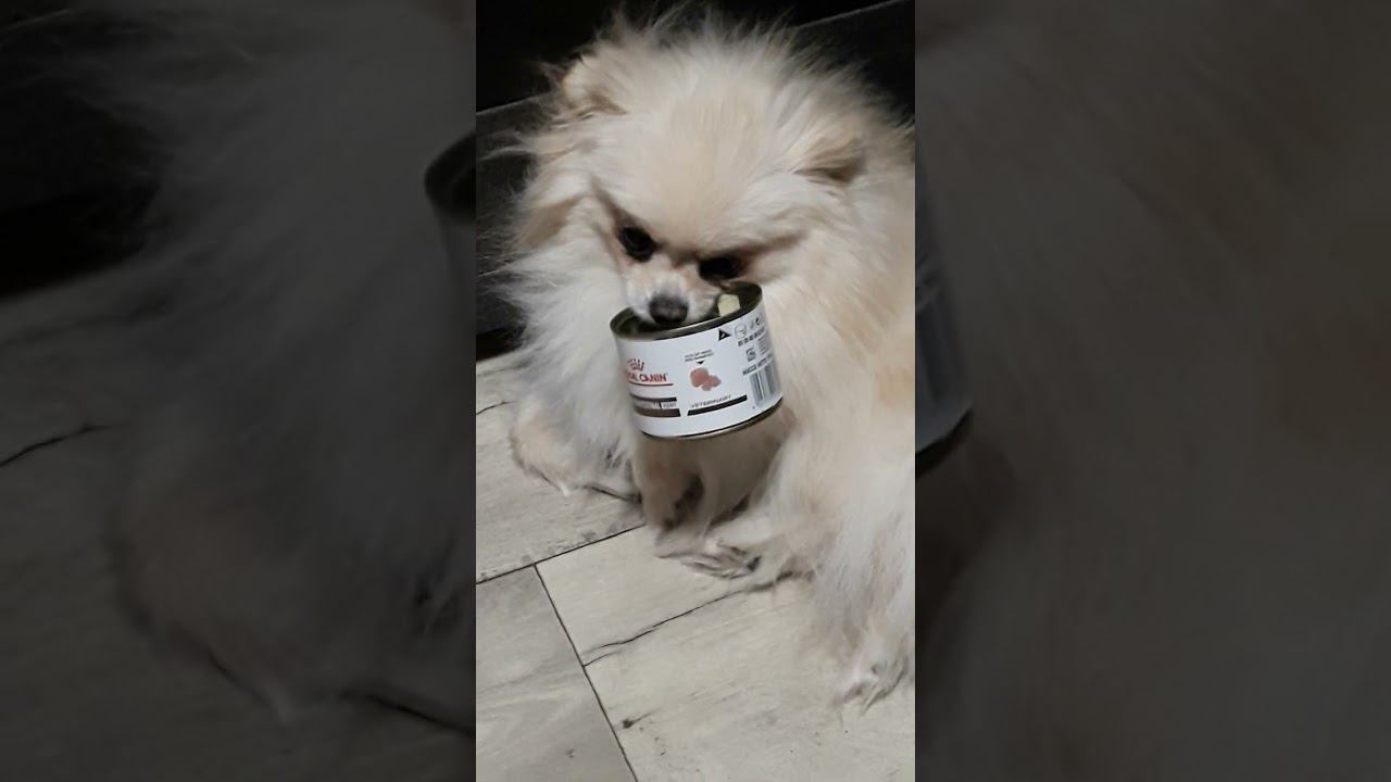 Жадная собака#Shorts