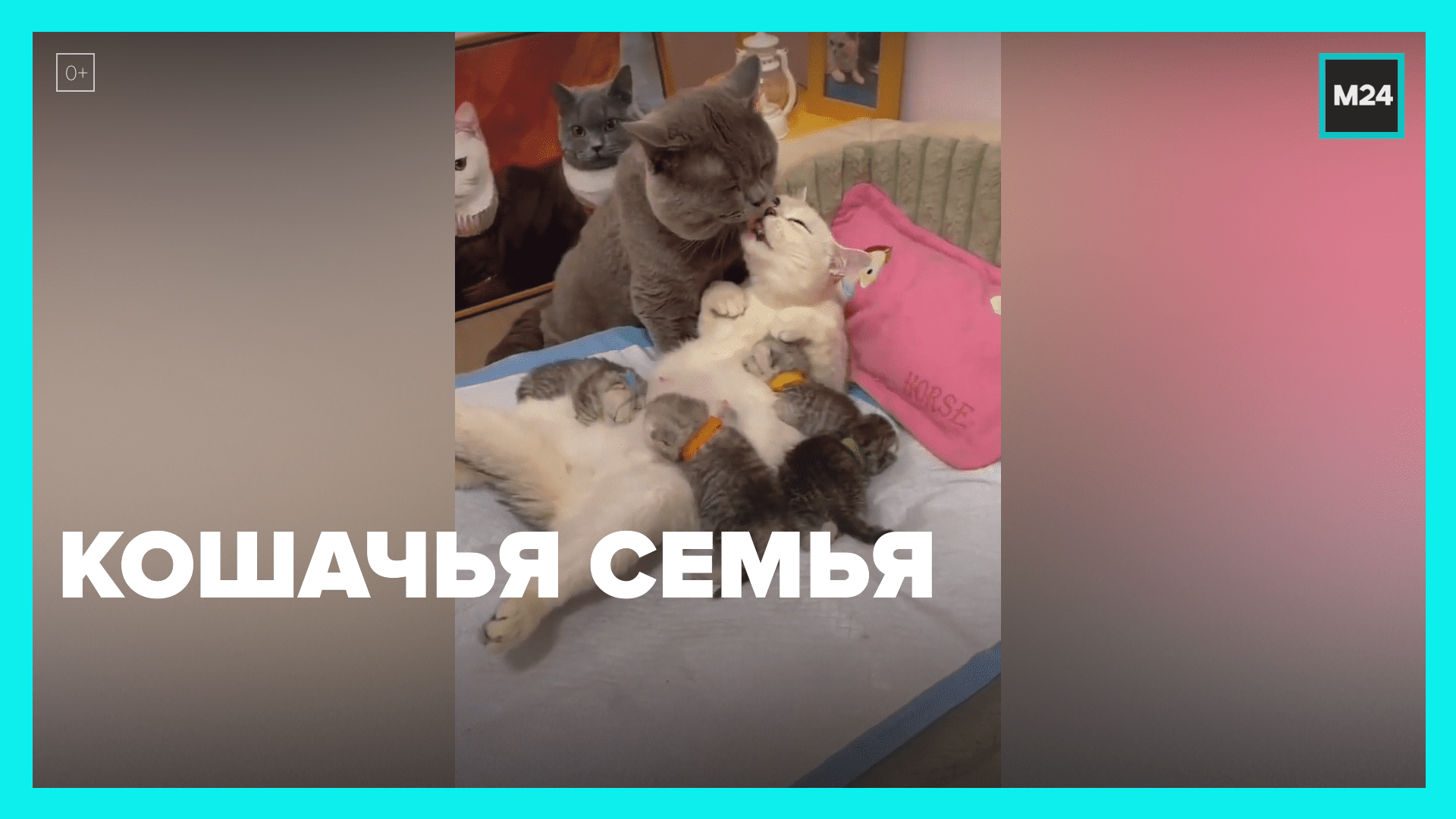 Кошачьи нежности — Москва 24