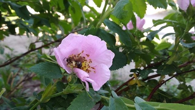 Трудовая пчелка