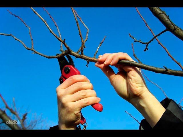 Обрезка плодовых деревьев весной!