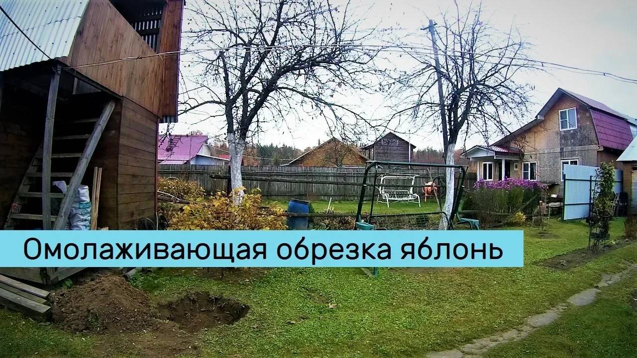 Омолаживающая обрезка яблонь - процесс работы