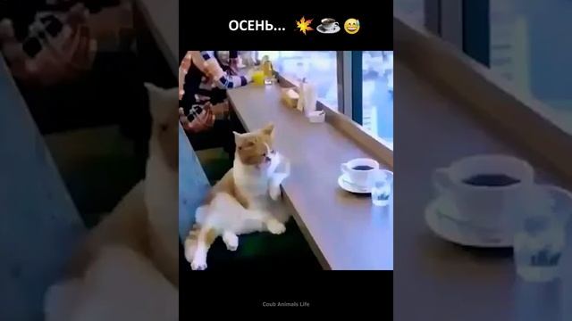 Осеннее настроение.. ☕ МЕМ - ГРУСТНЫЙ КОТ