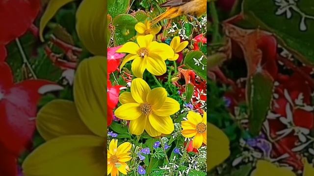 Немного летнего тепла