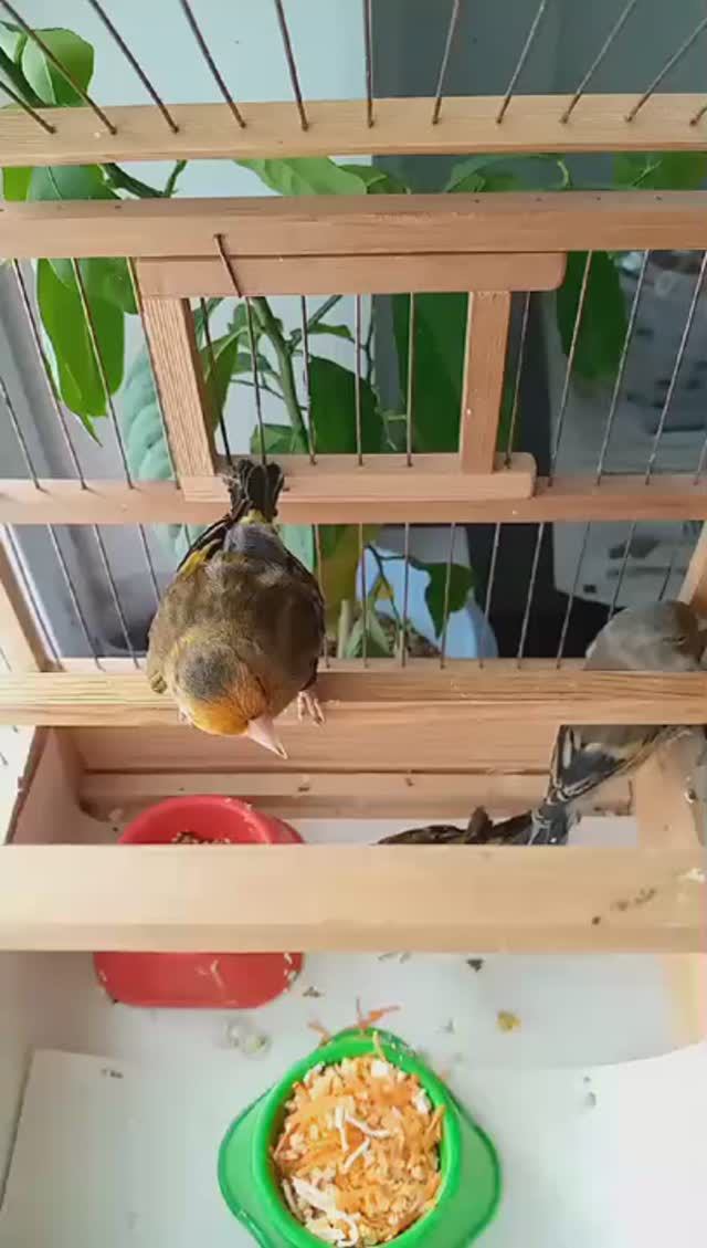 Незатейливая песенка