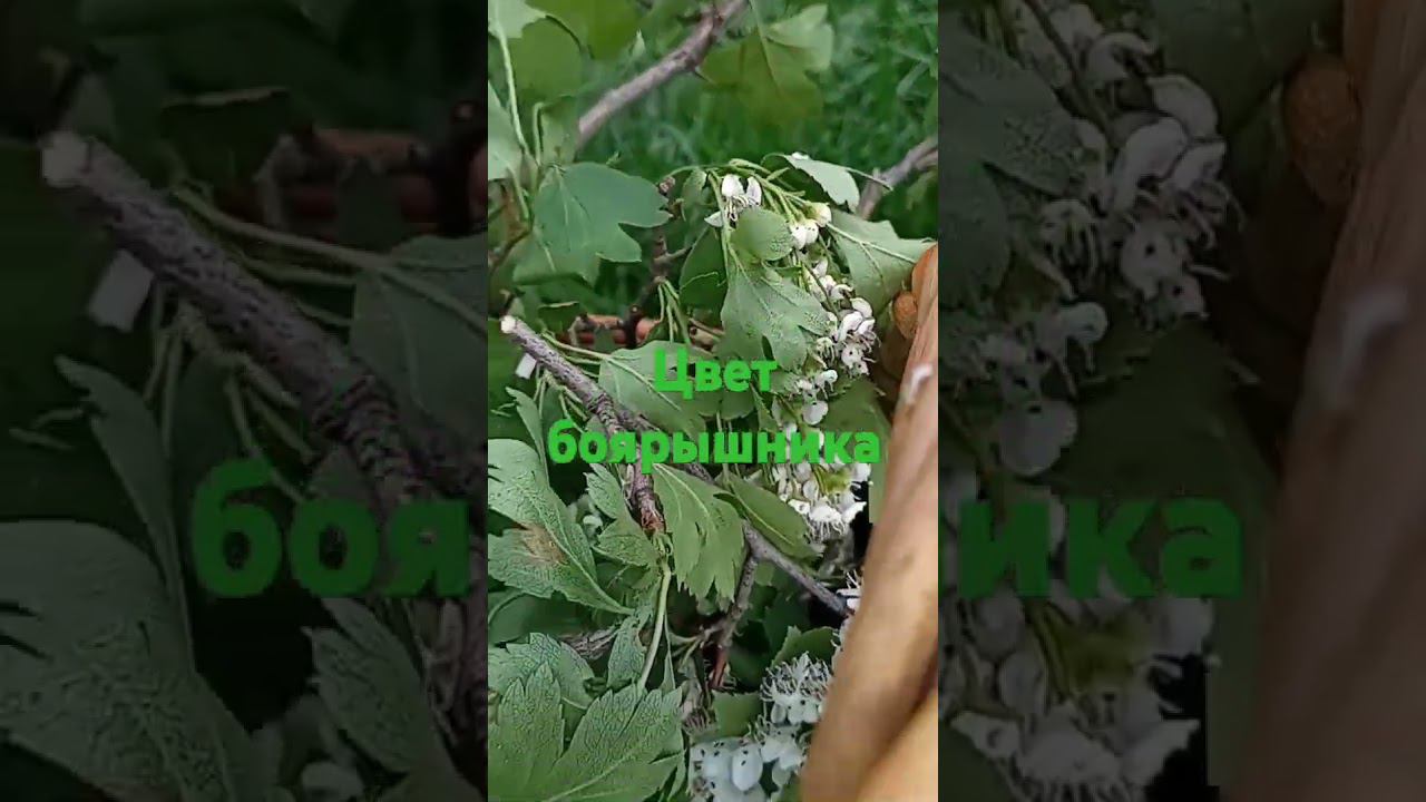 Цветы боярышника. Брачное растение. #народныетрадиции #травы #традиции #боярышник #сбортрав