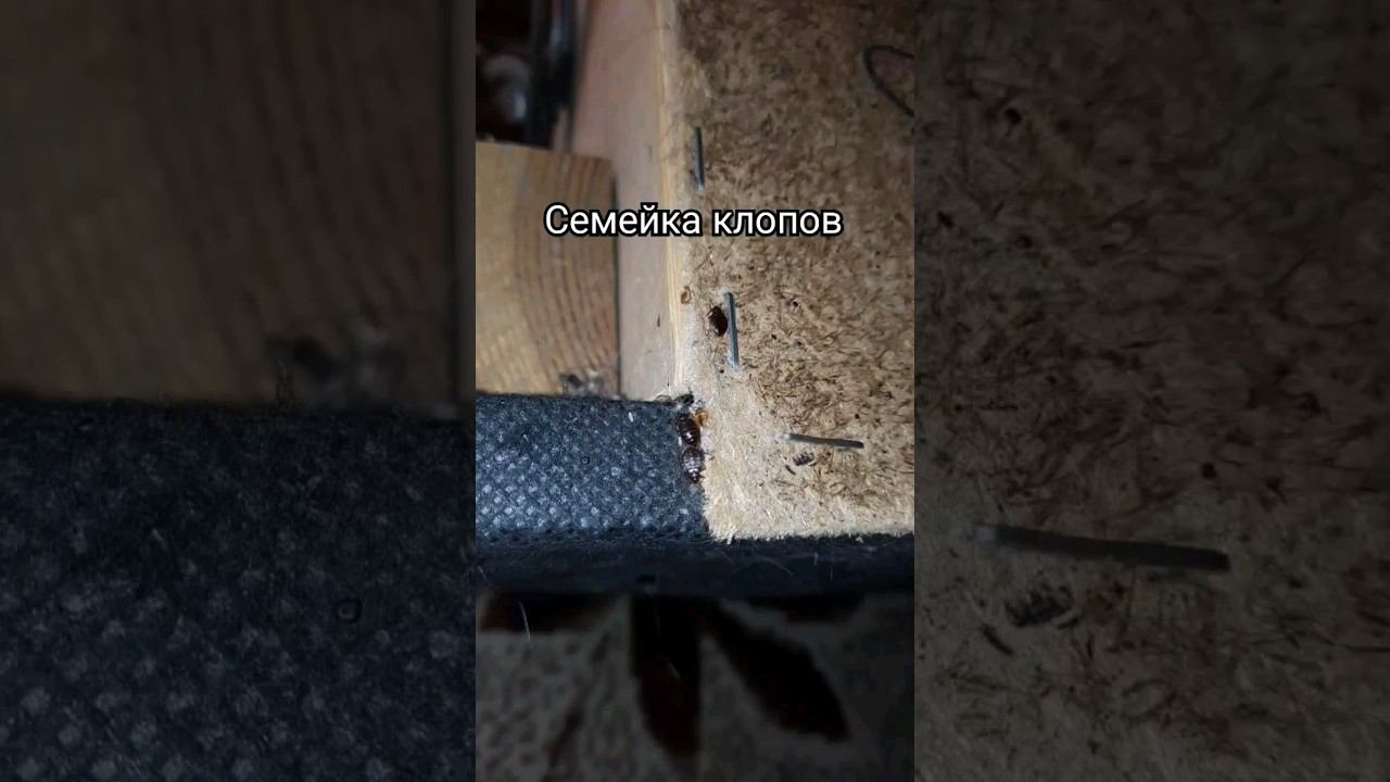 Клопы |Подпишись | #клопы #клопывквартире