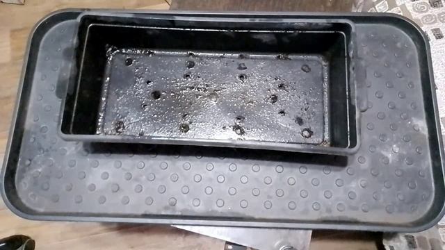 41. 6 апреля 2023 г. Английский. Посев томатов Алиса и Сахарный бизон в ящик.