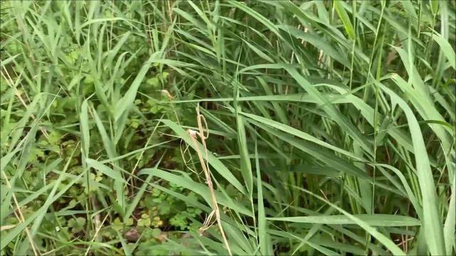 рыбалка летом! ондатра распугала всю рыбу!